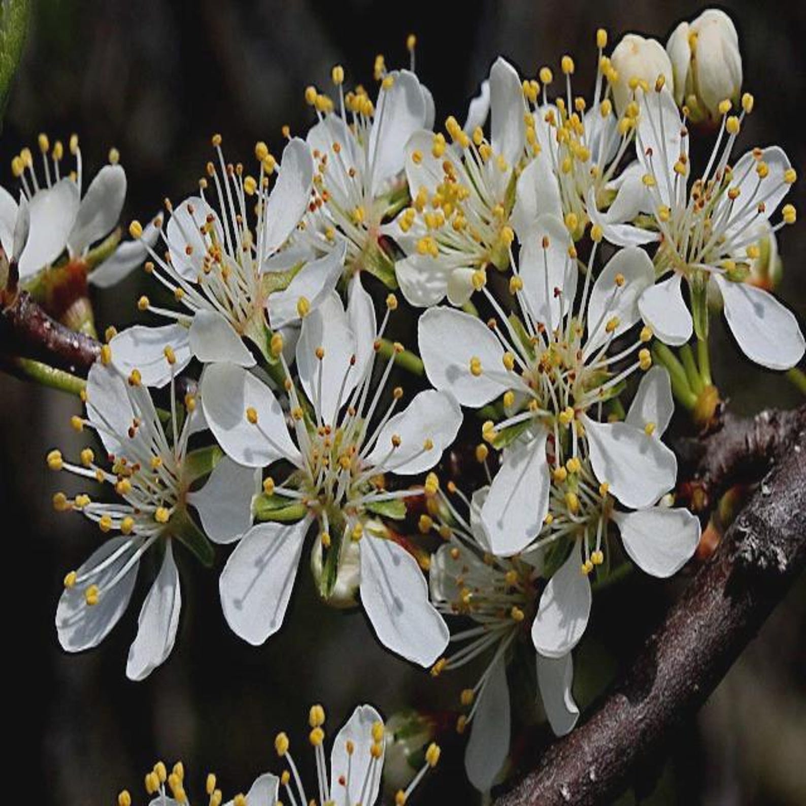 American Plum Tree Seeds (prunus Americana) – Hardy Zone 3 Fruit ...