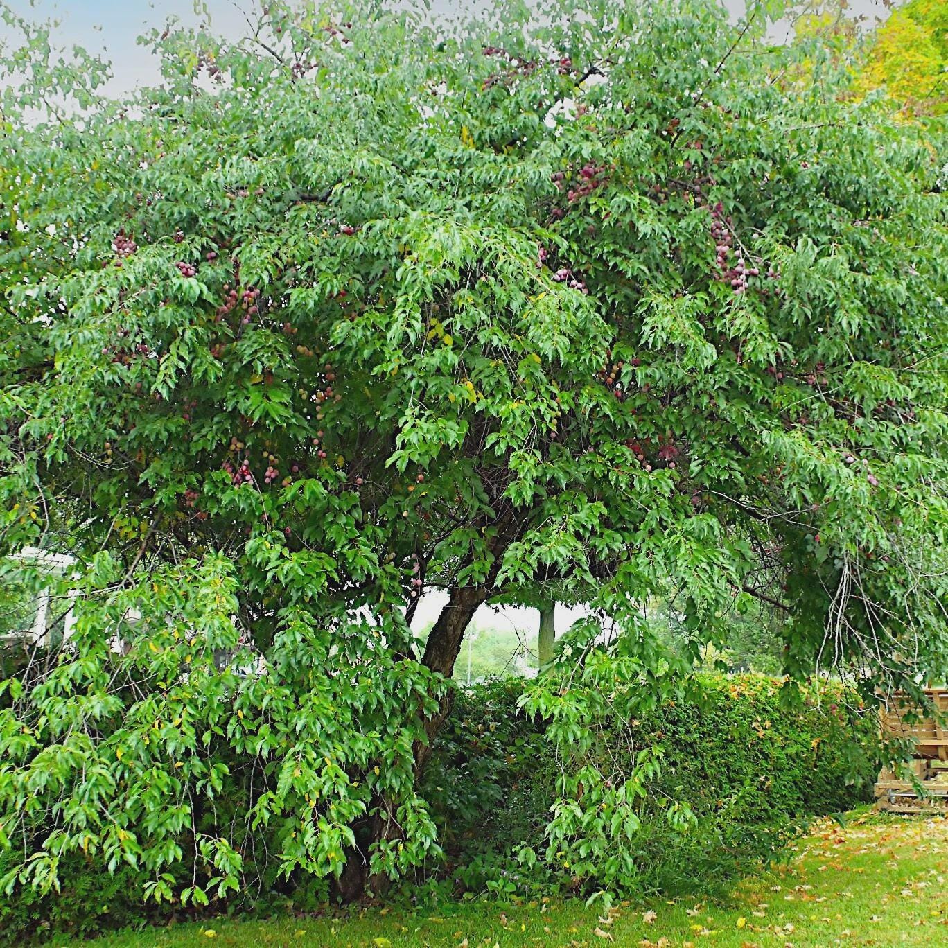 American Plum Tree Seeds (prunus Americana) – Hardy Zone 3 Fruit ...