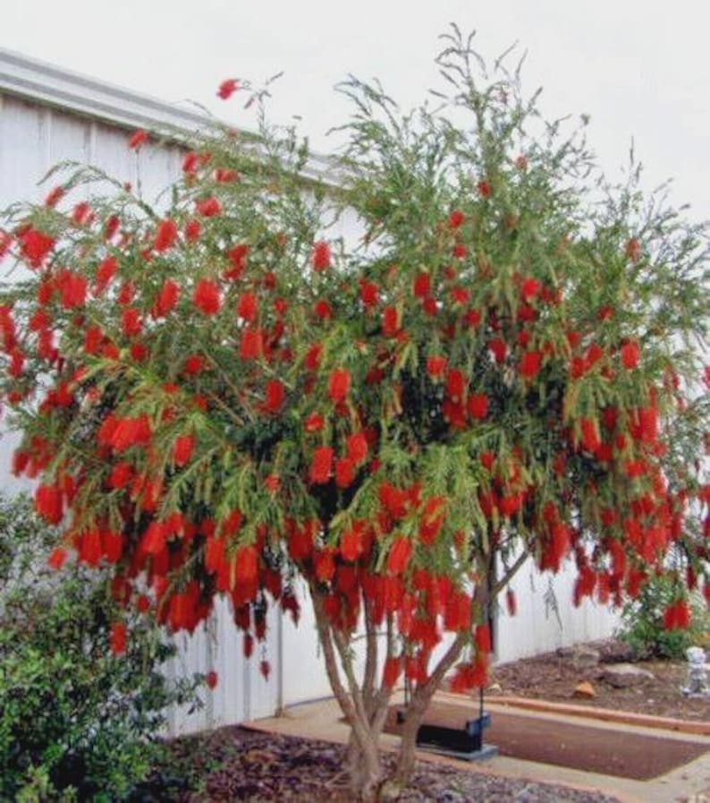 50 Weeping Bottlebrush Tree Seeds (callistemon Viminalis) – Red Flower Garden Plant - Etsy