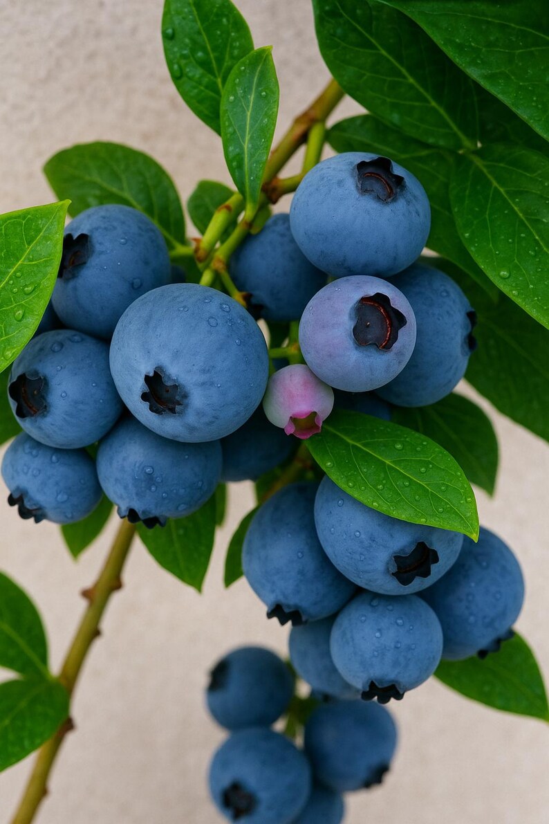 50 Cold Hardy Blueberry Seeds – Southern Highbush Variety – Garden ...