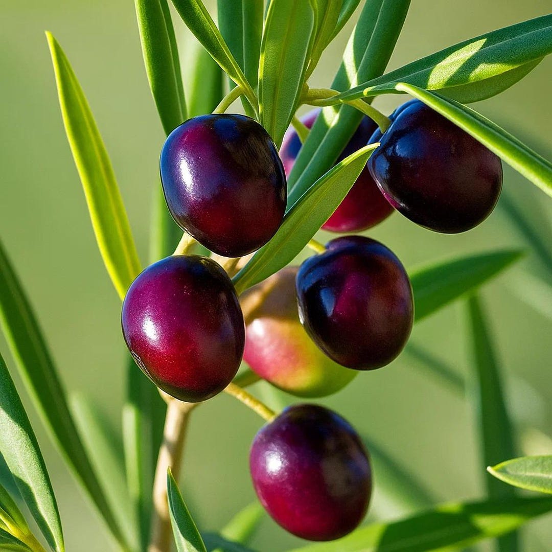 10 Canino Olive Tree Seeds – Olea Europaea – European Edible Fruit ...