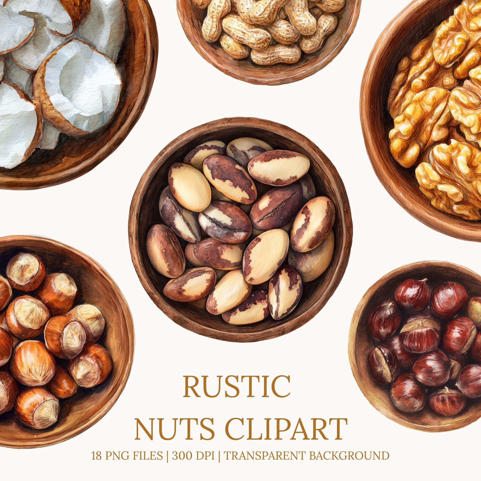 Watercolor Nuts Clipart, Rustic Nut Illustrations, Walnuts Hazelnuts ...