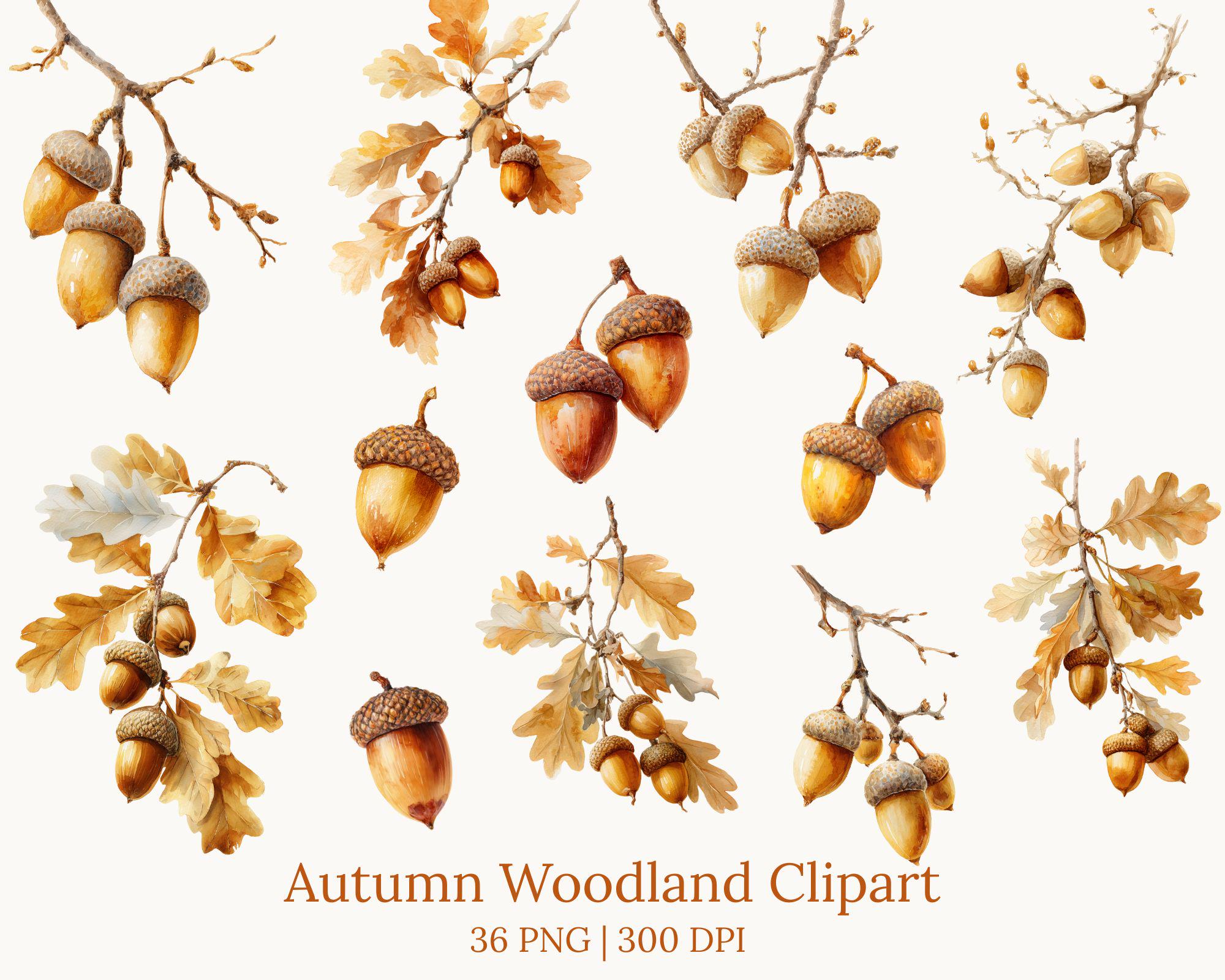 Autumn Woodland Clipart, Watercolor Acorns Berries Pinecones PNG Set ...
