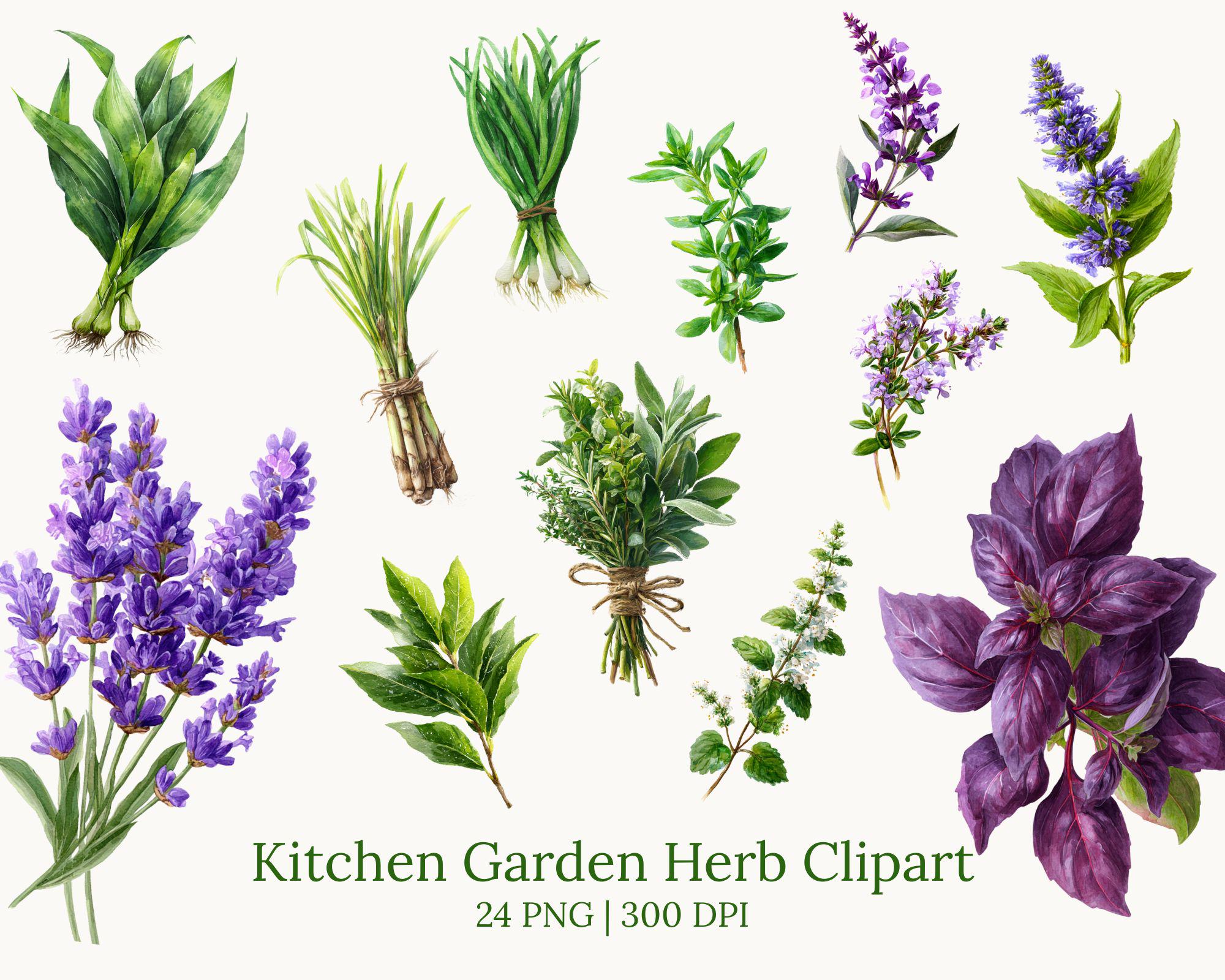 Watercolor Herb Clipart PNG – Basil, Rosemary, Parsley Kitchen Spices ...
