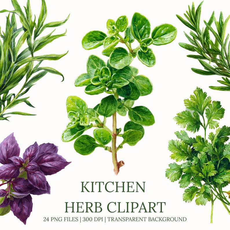 Watercolor Herb Clipart PNG – Basil, Rosemary, Parsley Kitchen Spices ...