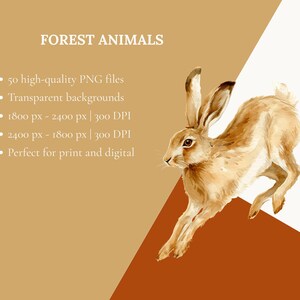 Forest Animals Clipart, Woodland Watercolor Animal PNG, Deer, Fox, Owl ...
