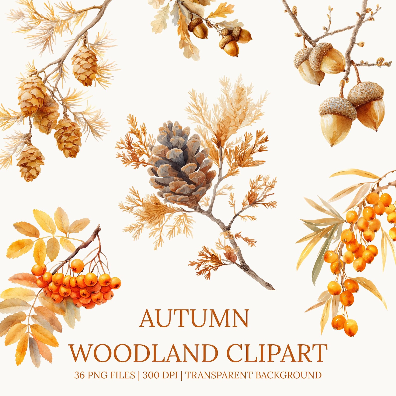 Autumn Woodland Clipart, Watercolor Acorns Berries Pinecones PNG Set ...