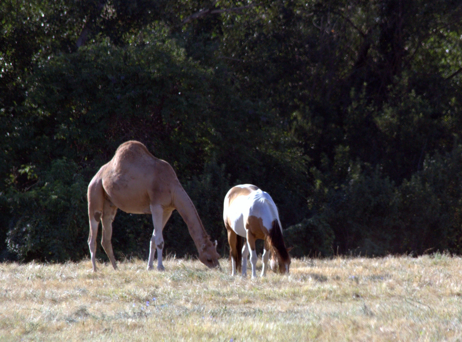 Friends - Camel and Horse Original Photography Thinwrap - Etsy