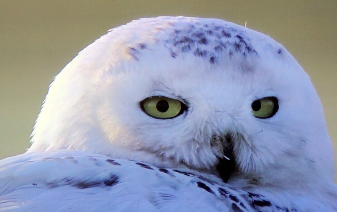 Greeting Cards/prints Raven, Swan, Bluebird, Snowy Owl, Indigo Bunting ...