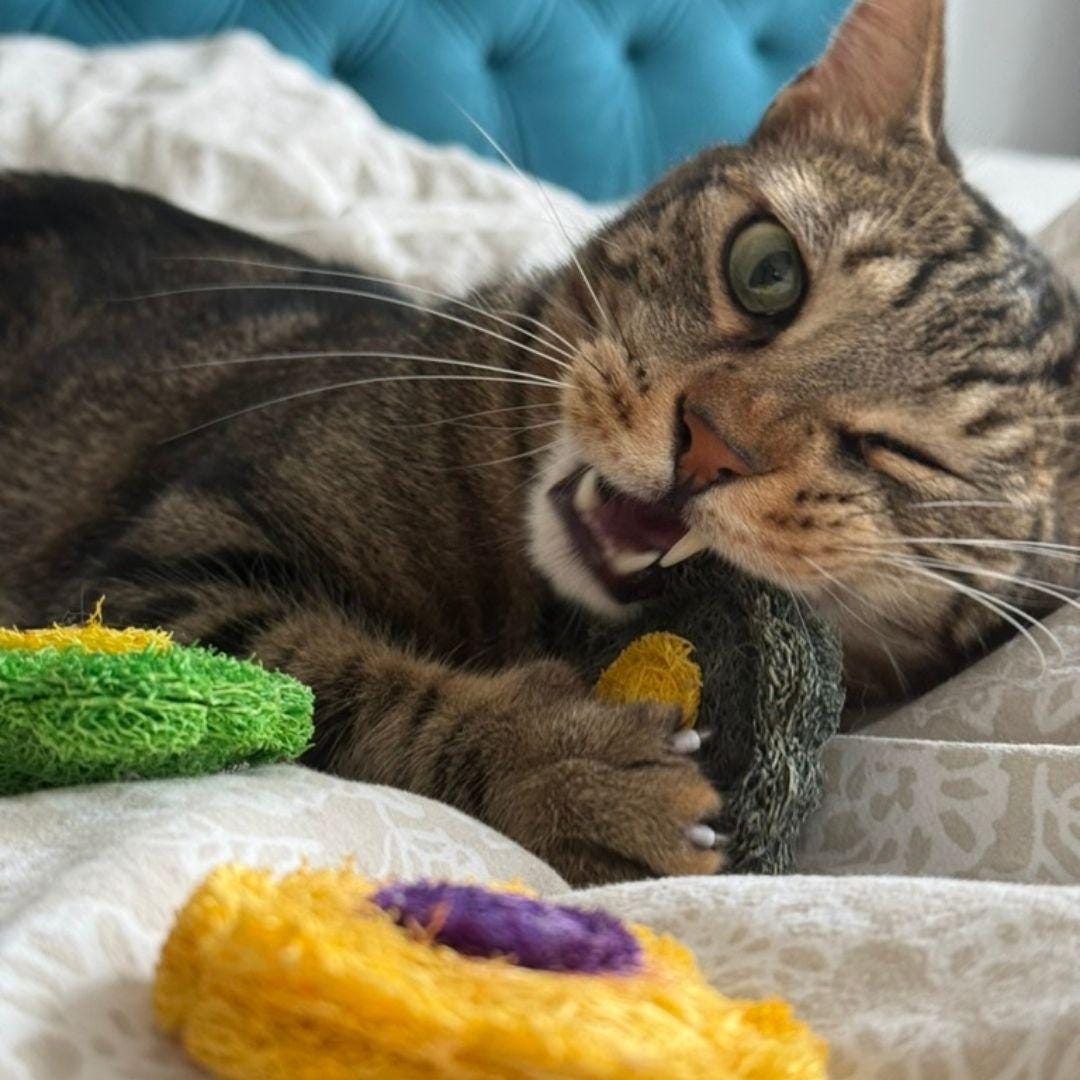 Natural Cat Toy, 100% Plant-based Handmade Kitten Gift for Cat Lovers ...