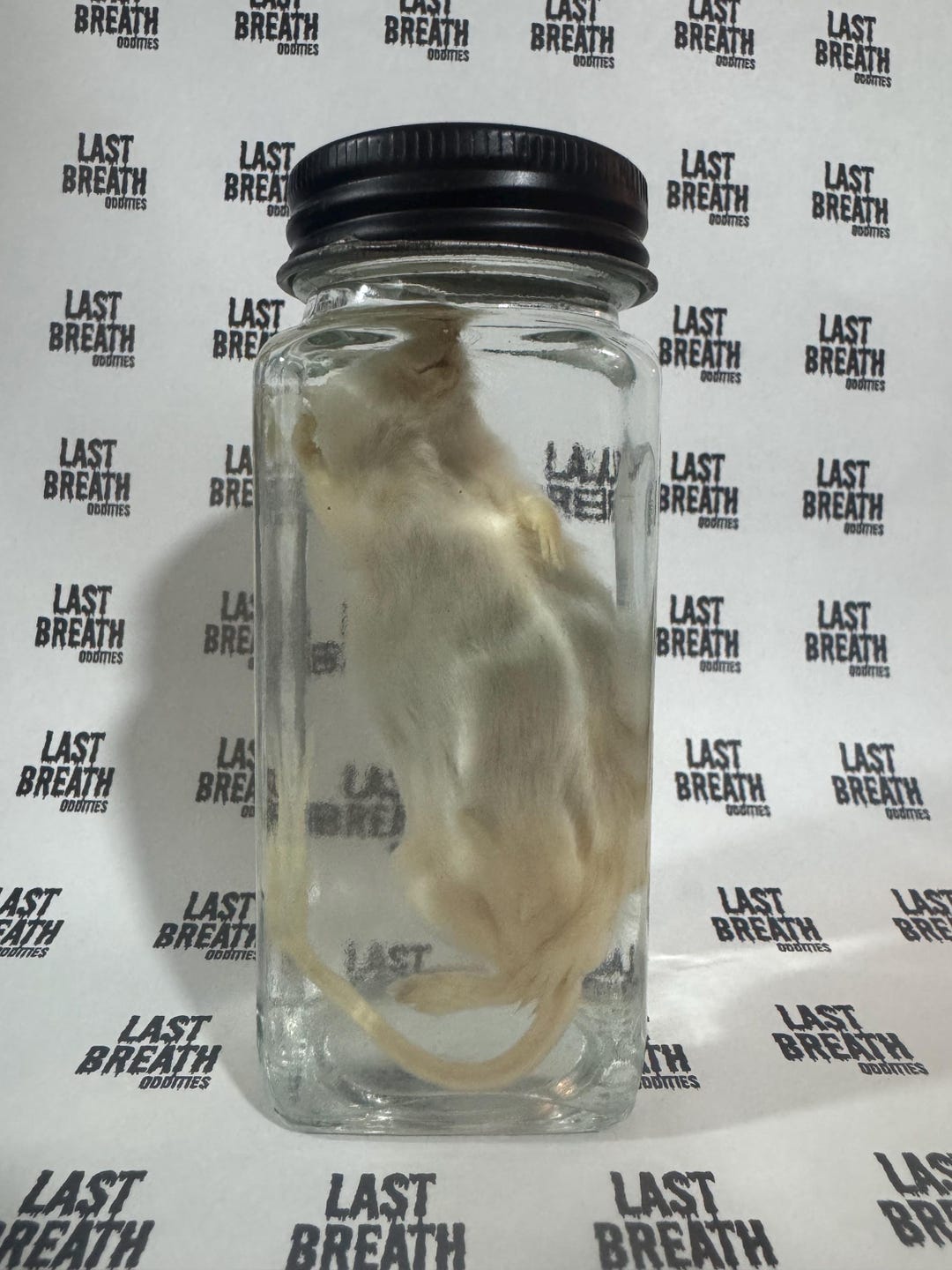 Adult Mouse Wet Specimen - Etsy