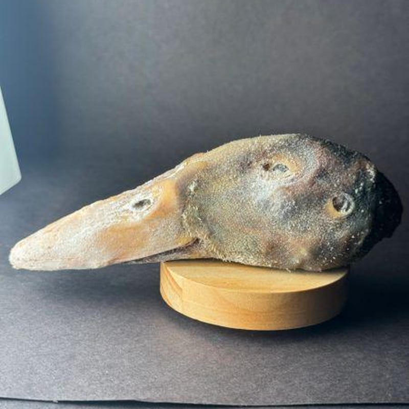 Mummified - Etsy