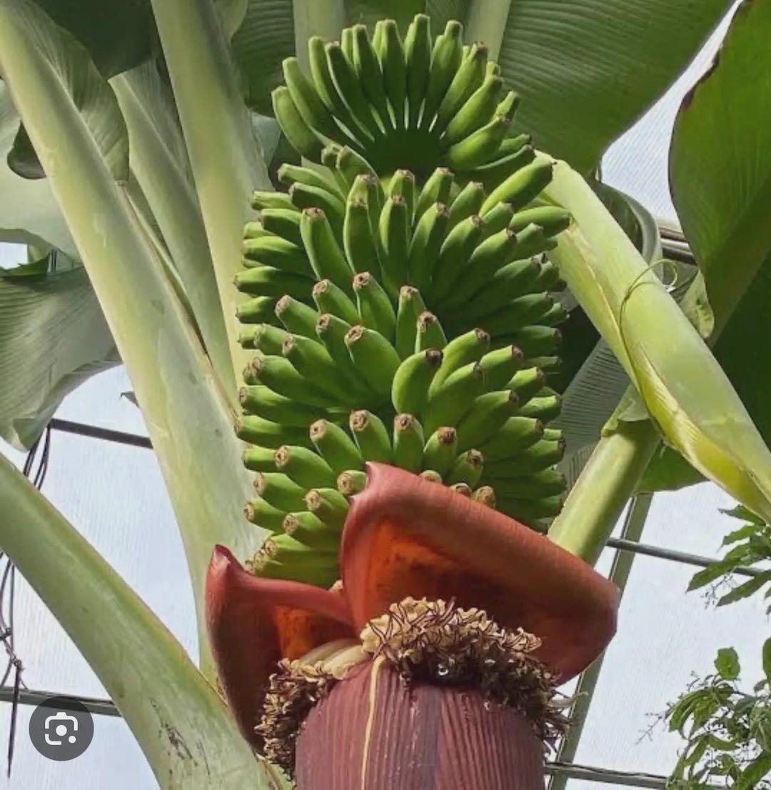 Veinte Cohol Musa Banana Plant--small Rooted STARTER Plant - Etsy