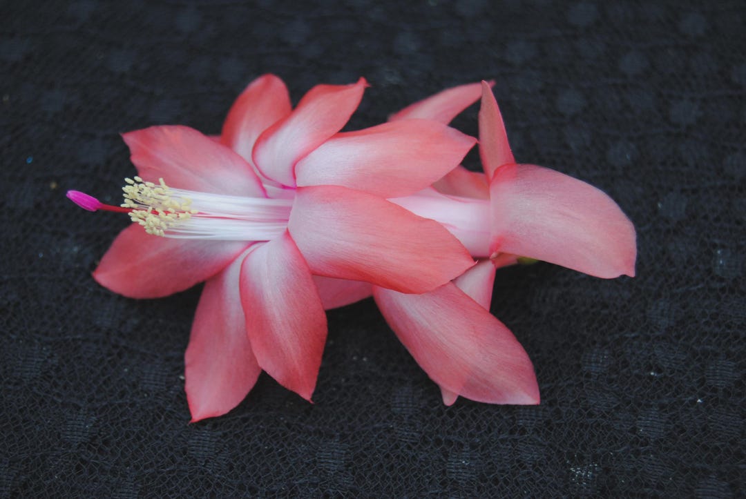 Coral Cascade~christmas Cactus Well Rooted "starter" Plant ...