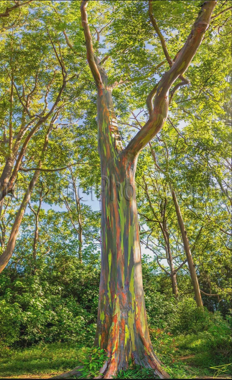 28”to 36”tall Rainbow Eucalyptus Deglupta Well Rooted Starter Tree ...