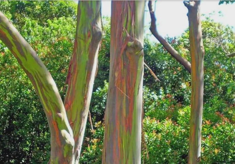 28”to 36”tall Rainbow Eucalyptus Deglupta Well Rooted Starter Tree ...