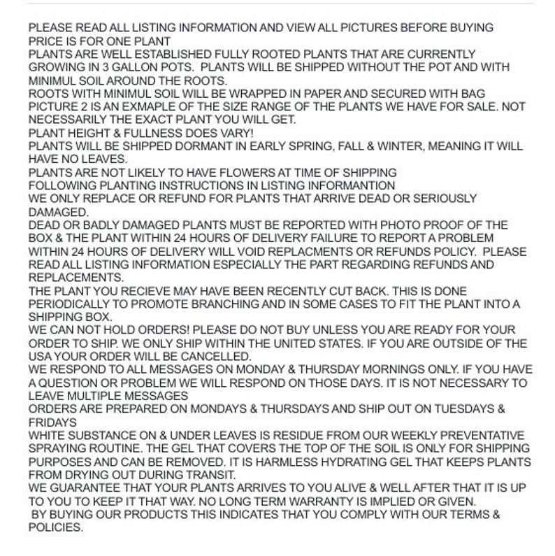 3 Gallon Pot of "lemonade"~~aromi Deciduous Azalea Rhododendron ...