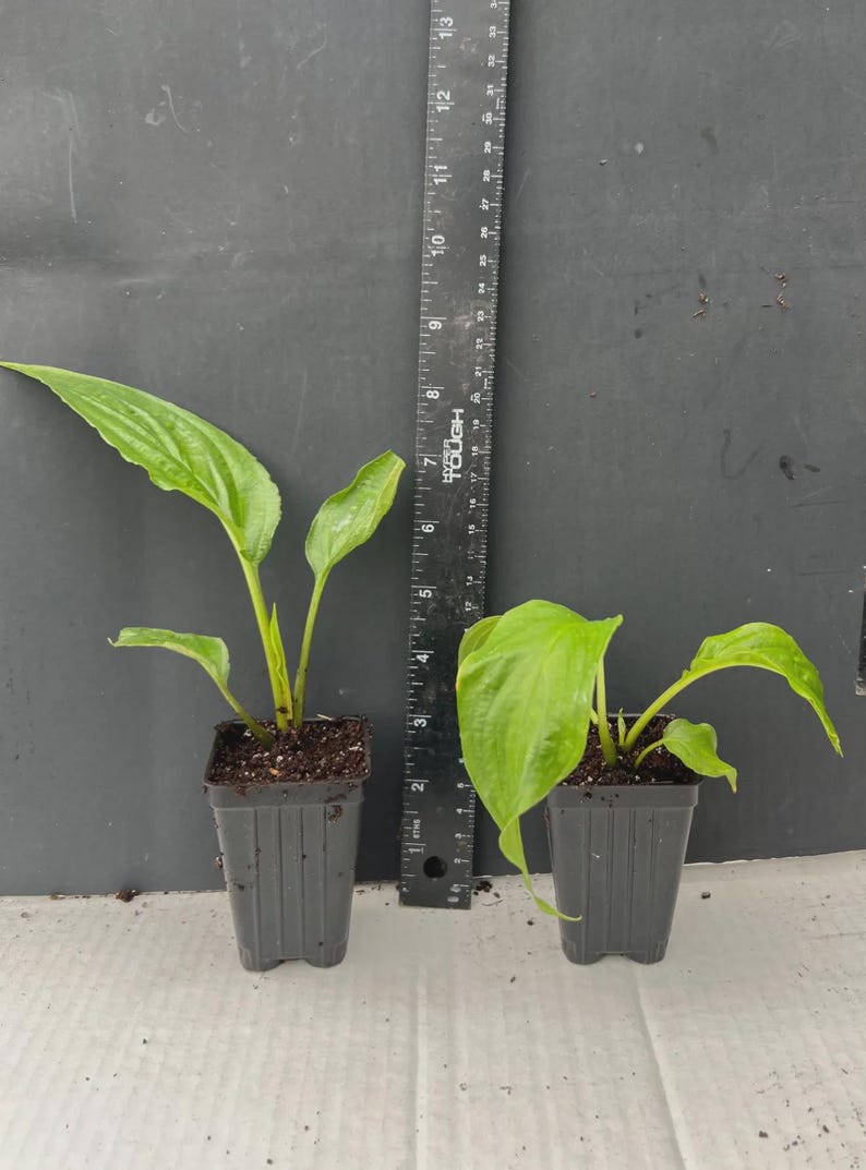 White Bat Flower-tacca Integrifolia-aka Black Lily-small ROOTED STARTER ...