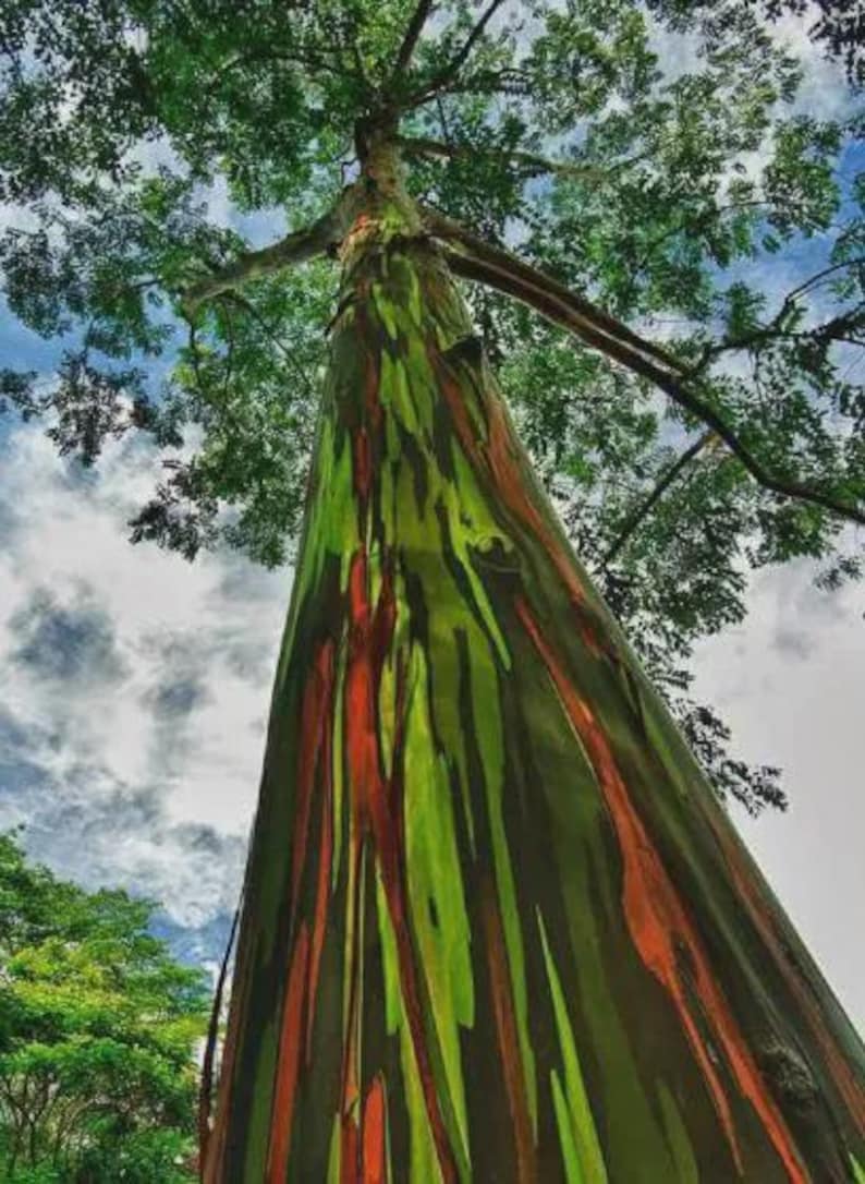 28”to 36”tall Rainbow Eucalyptus Deglupta Well Rooted Starter Tree ...