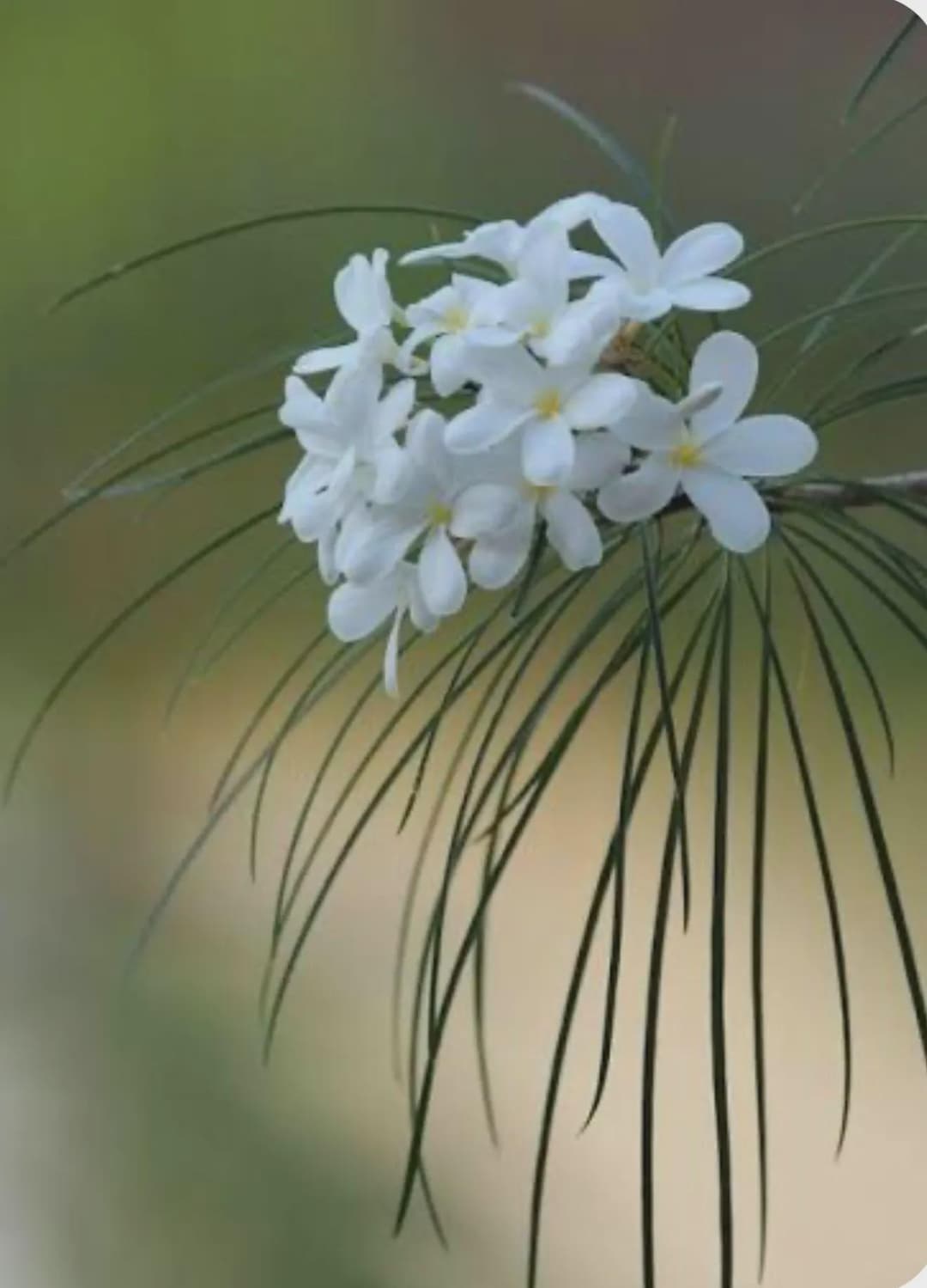 Plumeria Filifolia~needle Leaf Plumeria~grafted and WELL ROOTED Plant ...