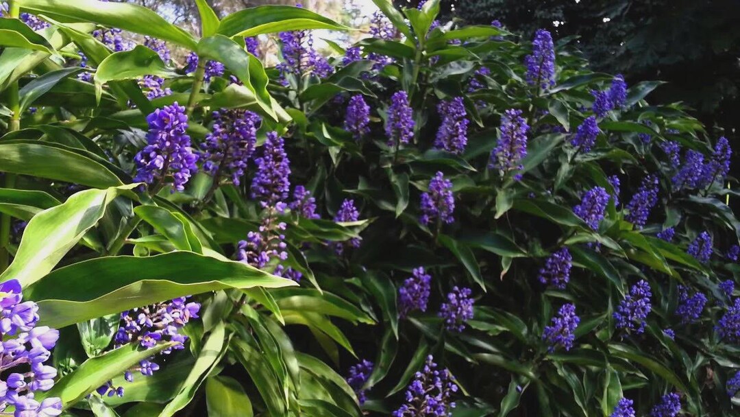 SAPPHIRE BLUE Ginger**gorgeous Dichorisandra Thyrsiflora**small Rooted ...