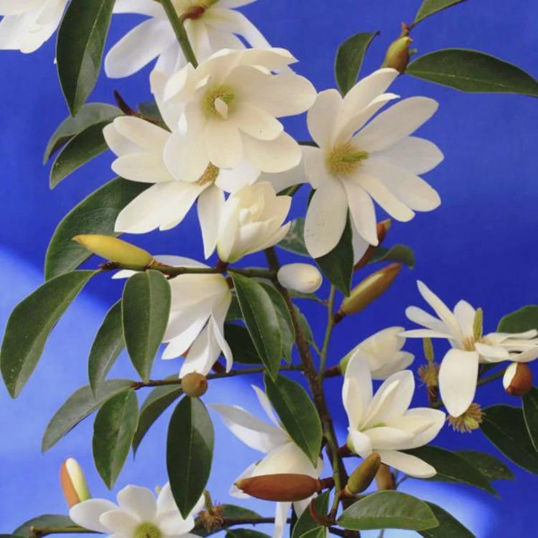 Fairy White~michelia Doltsopa Magnolia Tree~white Fragrant Blooms! Well ...
