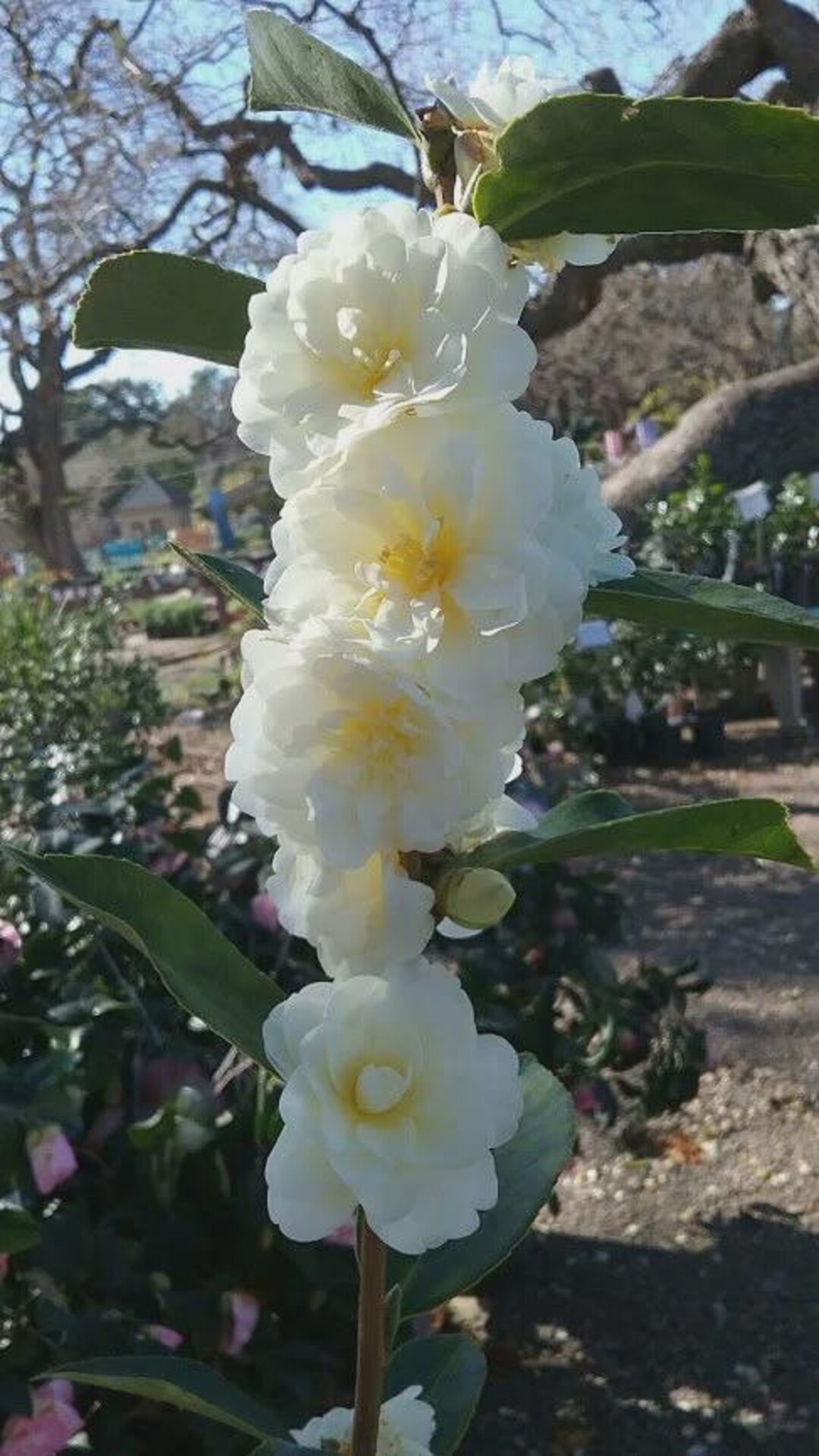 BUTTERMINT Camellia Japonica-live Well Rooted Starter Plant-plants Are ...