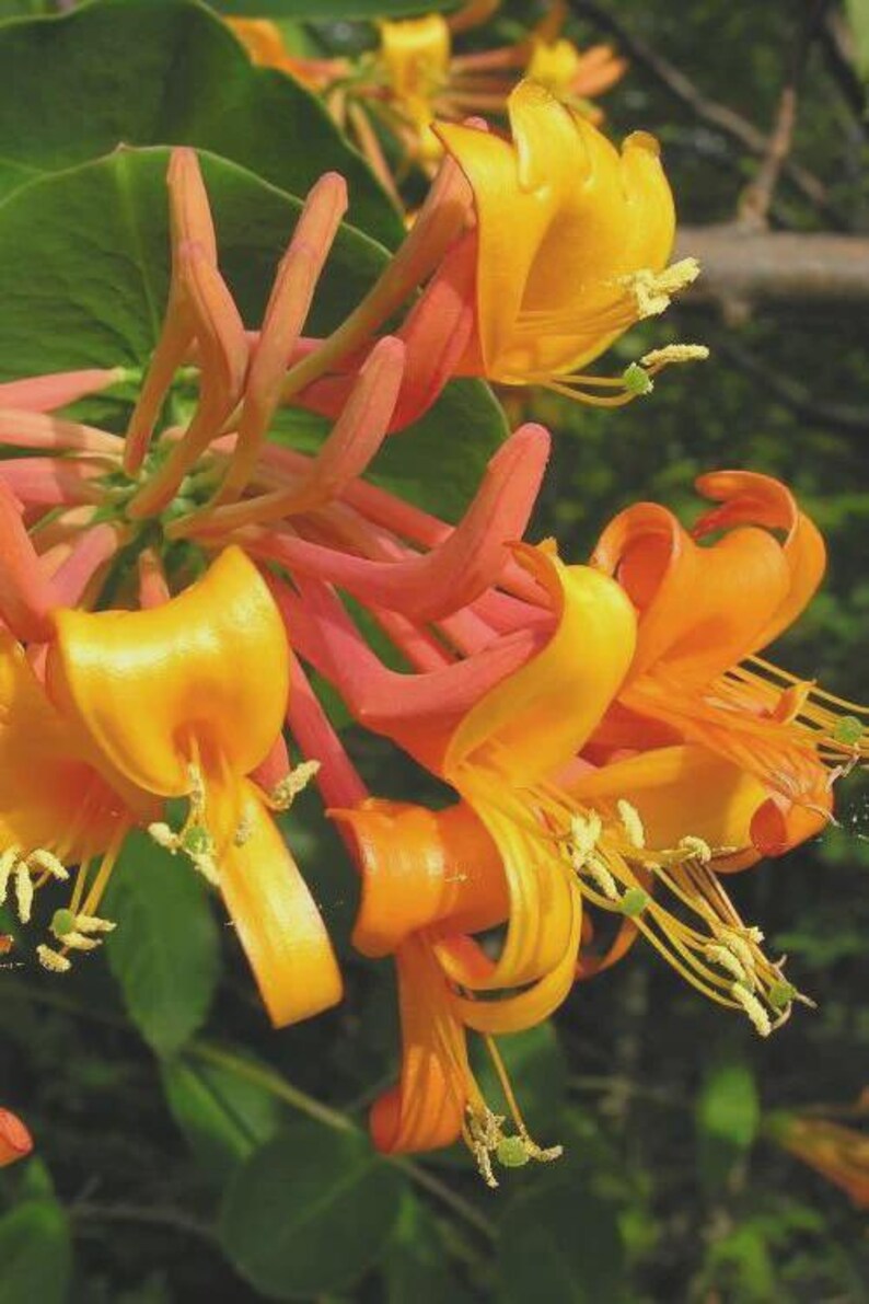 Mandarin Honeysuckle Lonicera Vine Well Rooted Starter Plant~~butterfly ...