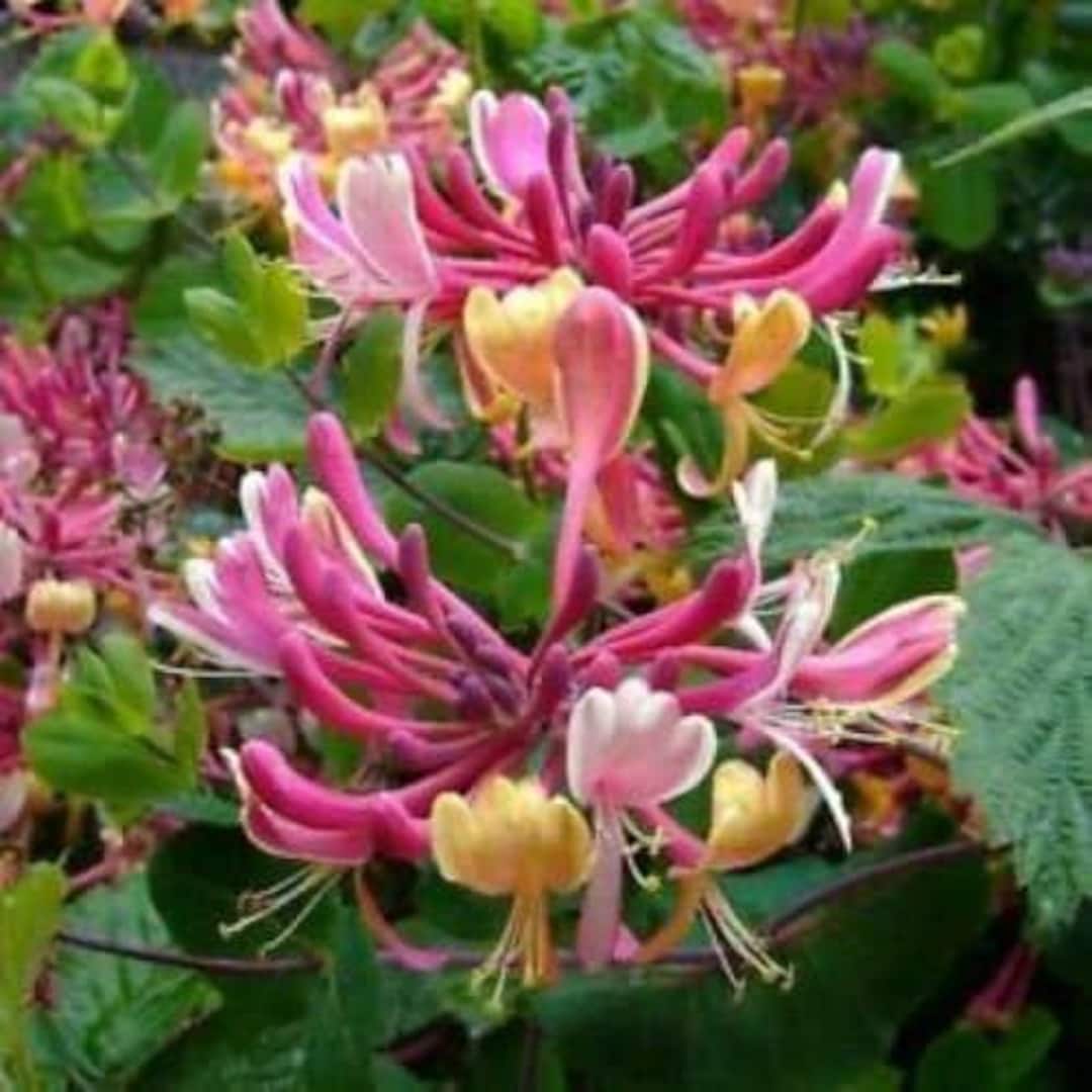 Candy Swirl~honeysuckle Vine~~small Well Rooted Starter Plant~~ Late ...