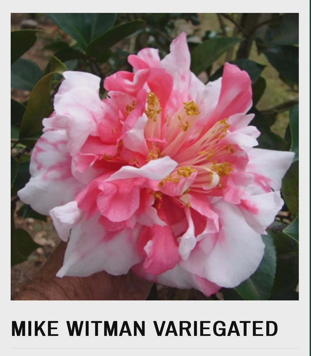 Mike Witman Camellia Japonica-live Well Rooted Starter Plant-plants Are ...