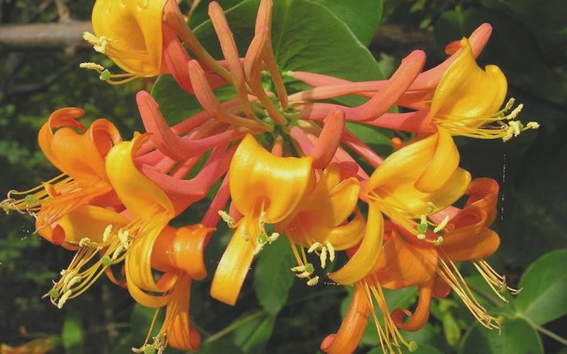 Mandarin Honeysuckle Lonicera Vine Well Rooted Starter Plant~~butterfly ...