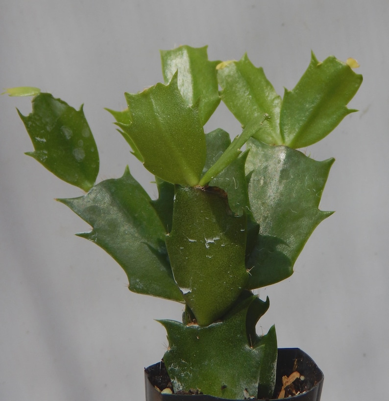 Braiden~christmas Cactus Well Rooted "starter" Plant~schlumbergera ...