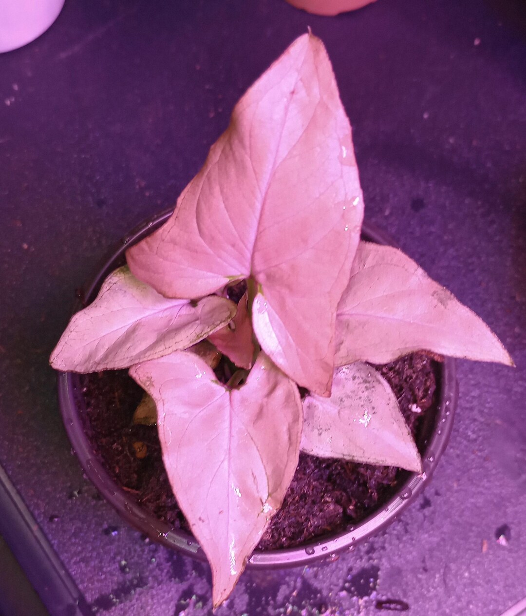 Syngonium Pink Perfection - Etsy