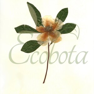 Franklinia Botanical Print - Reproduction Herbarium Art - Botanical Art ...