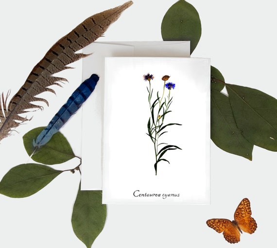 Bachelor's Button Botanical Card Botanical Art Print - Etsy