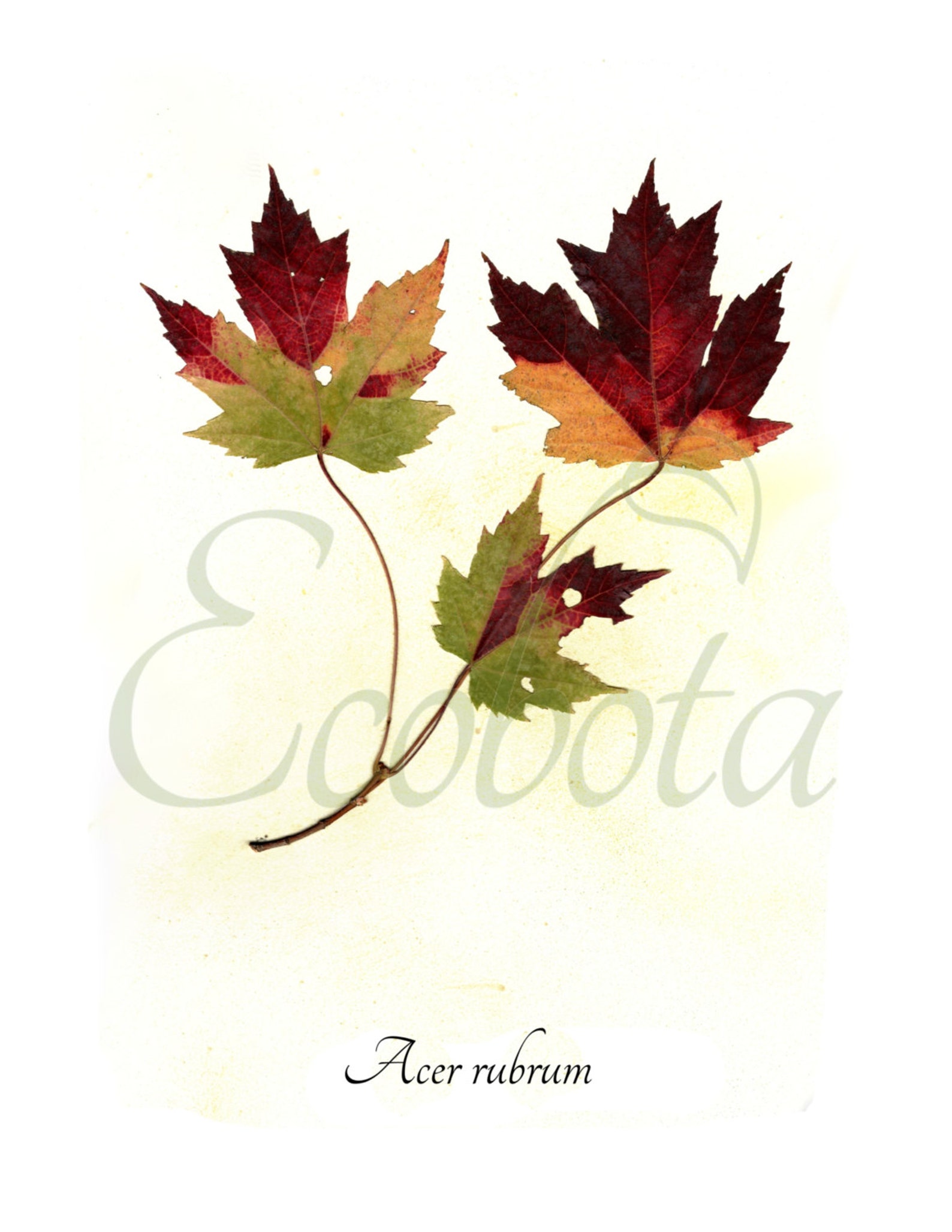 Red Maple Fall Leaves Botanic Print - Autumn Leaves Botanical Print - Etsy