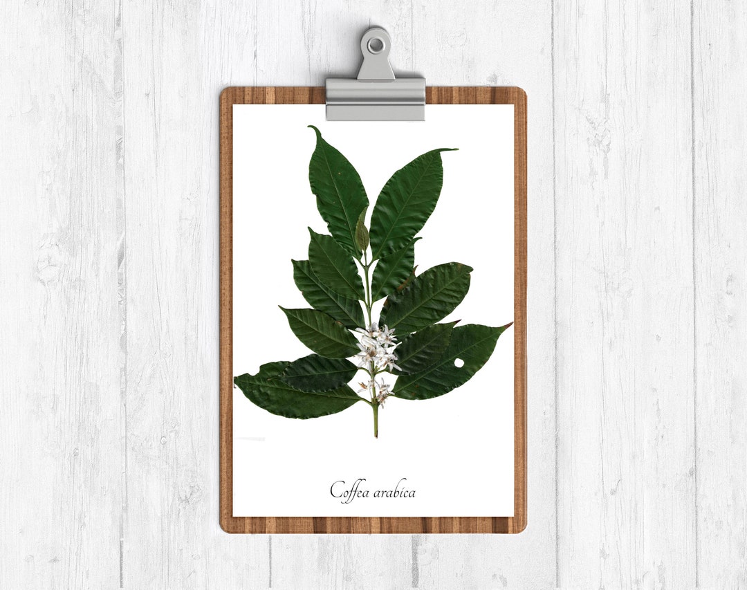 Coffee Botanical Art Print, Coffee Wall Art - Kitchen Collection - Etsy