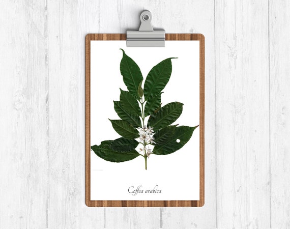 Coffee Botanical Art Print Coffee Wall Art | Etsy