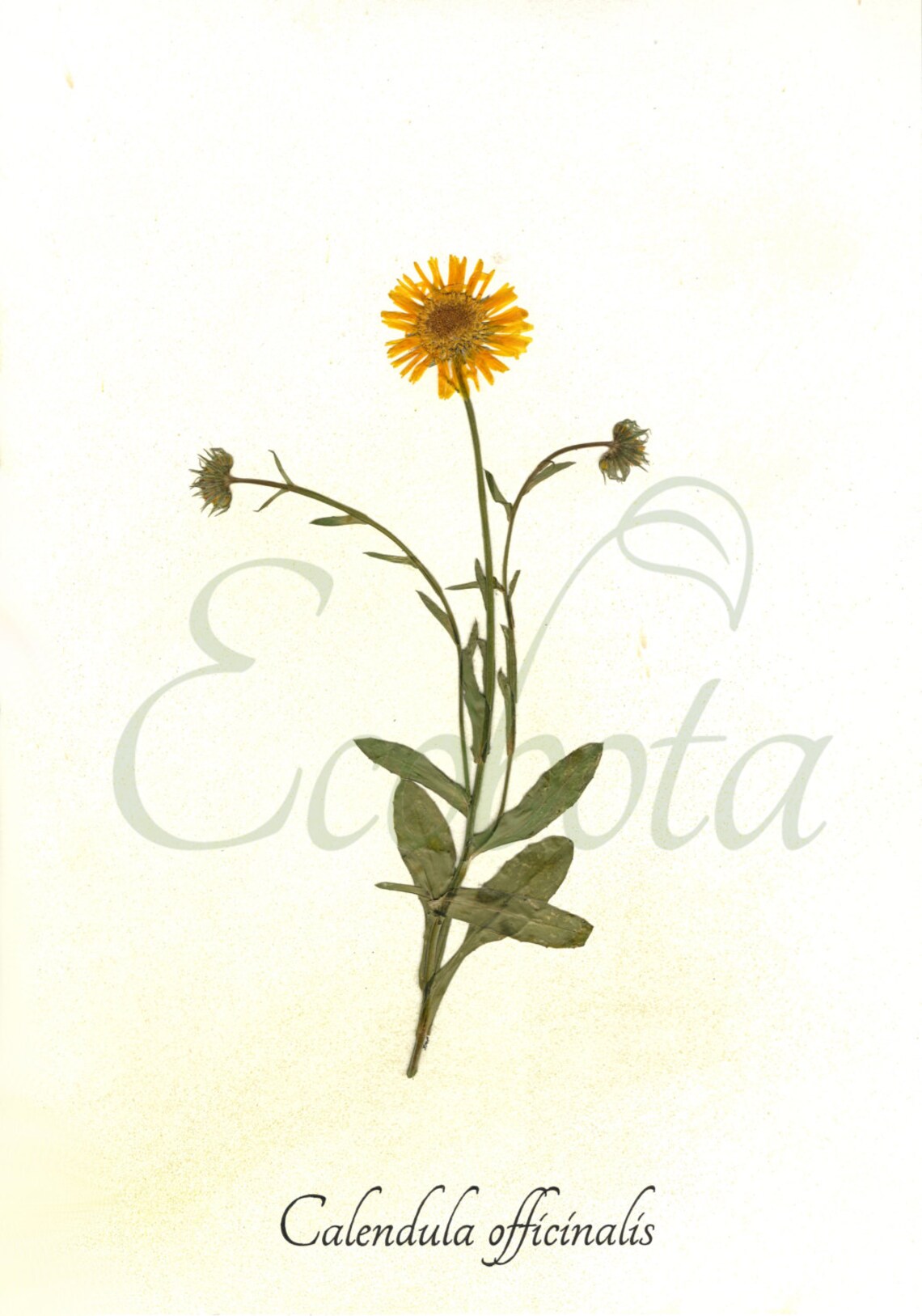 Calendula Botanical Print Reproduction Herbarium Art - Etsy