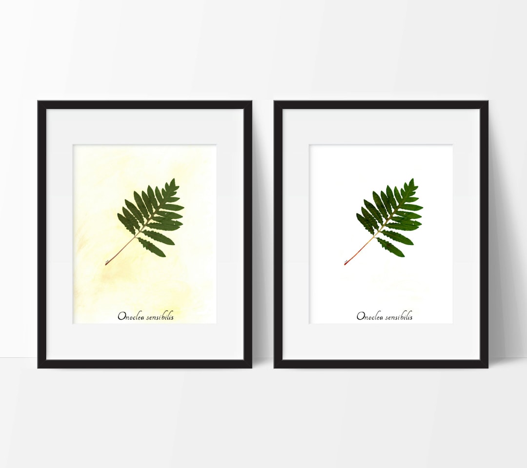 Sensitive Fern Pressed Botanical Print - Herbarium Specimen Print Art ...