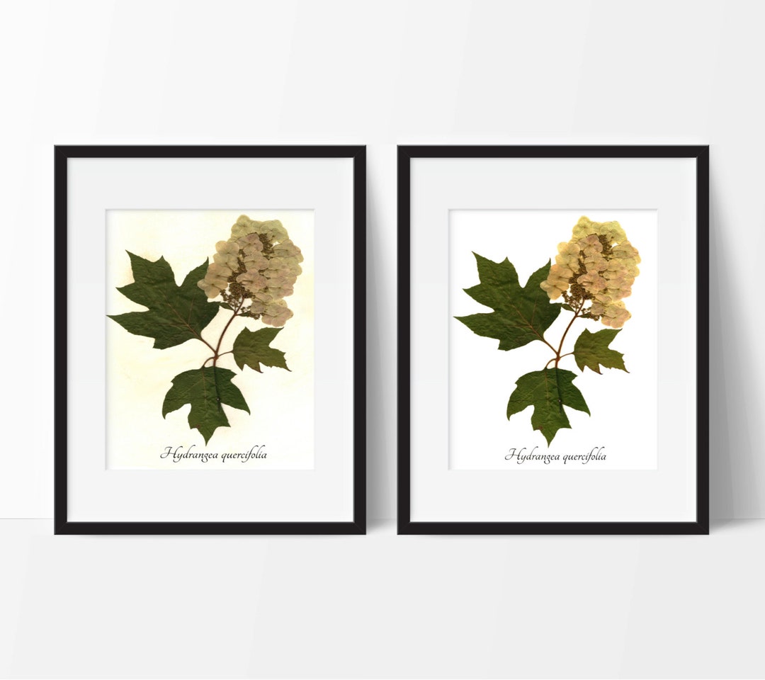 Oak Leaf Hydrangea Pressed Botanical Print - Pressed Flower Art Print ...