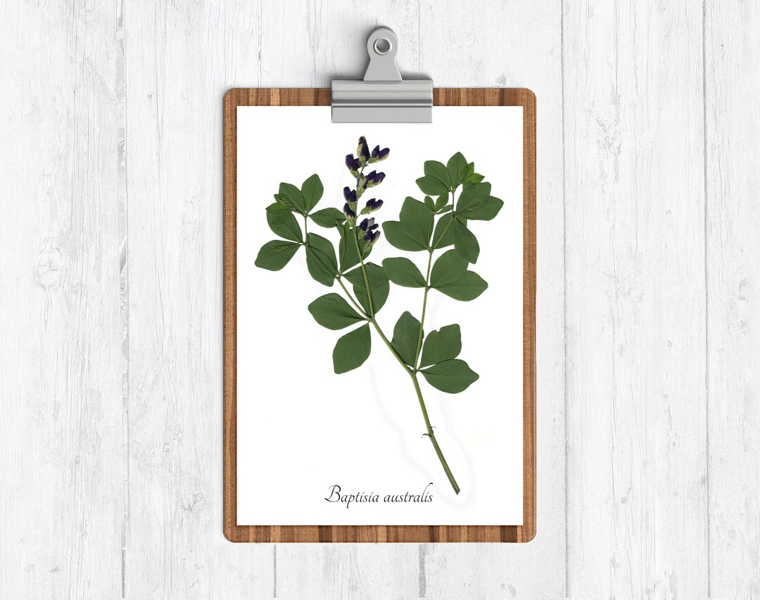 Blue False Indigo Botanical Art Print - Etsy