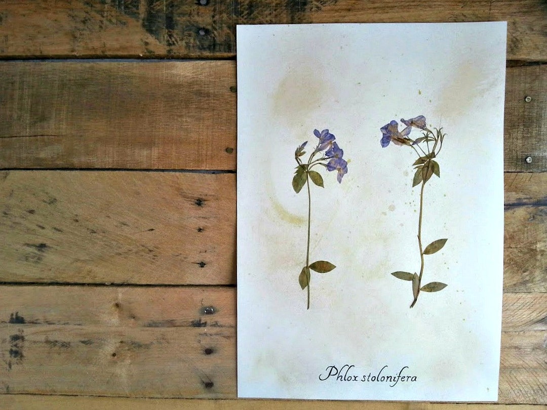 Creeping Phlox Herbarium Specimen - Real Pressed Botanical Art - Etsy