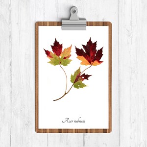 Autumn Leaves Botanical Print Set - 4 Fall Tree Leaves Art Prints ...
