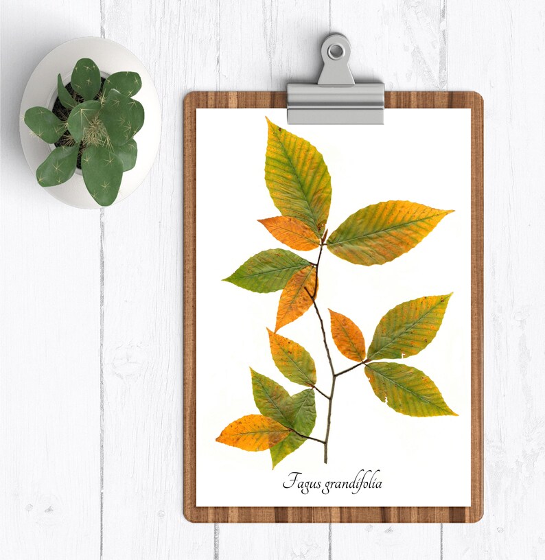Fall Leaves Botanical Print - American Beech Autumn Leaves Home Decor ...