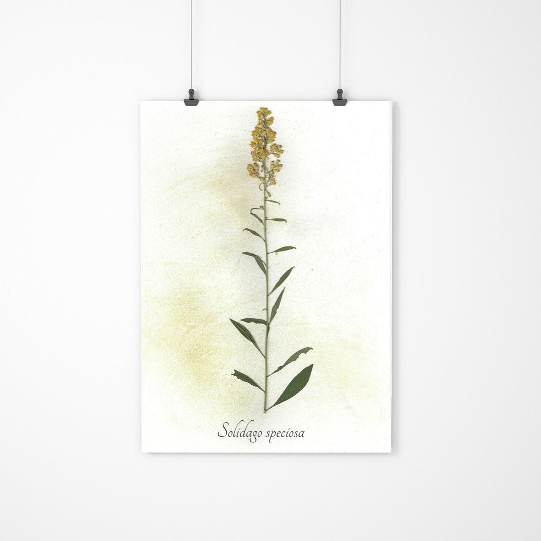 Showy Goldenrod Herbarium Specimen - Real Pressed Botanical - Pressed ...