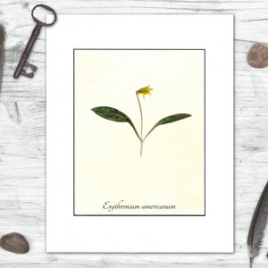 Blue False Indigo Botanical Art Print - Etsy
