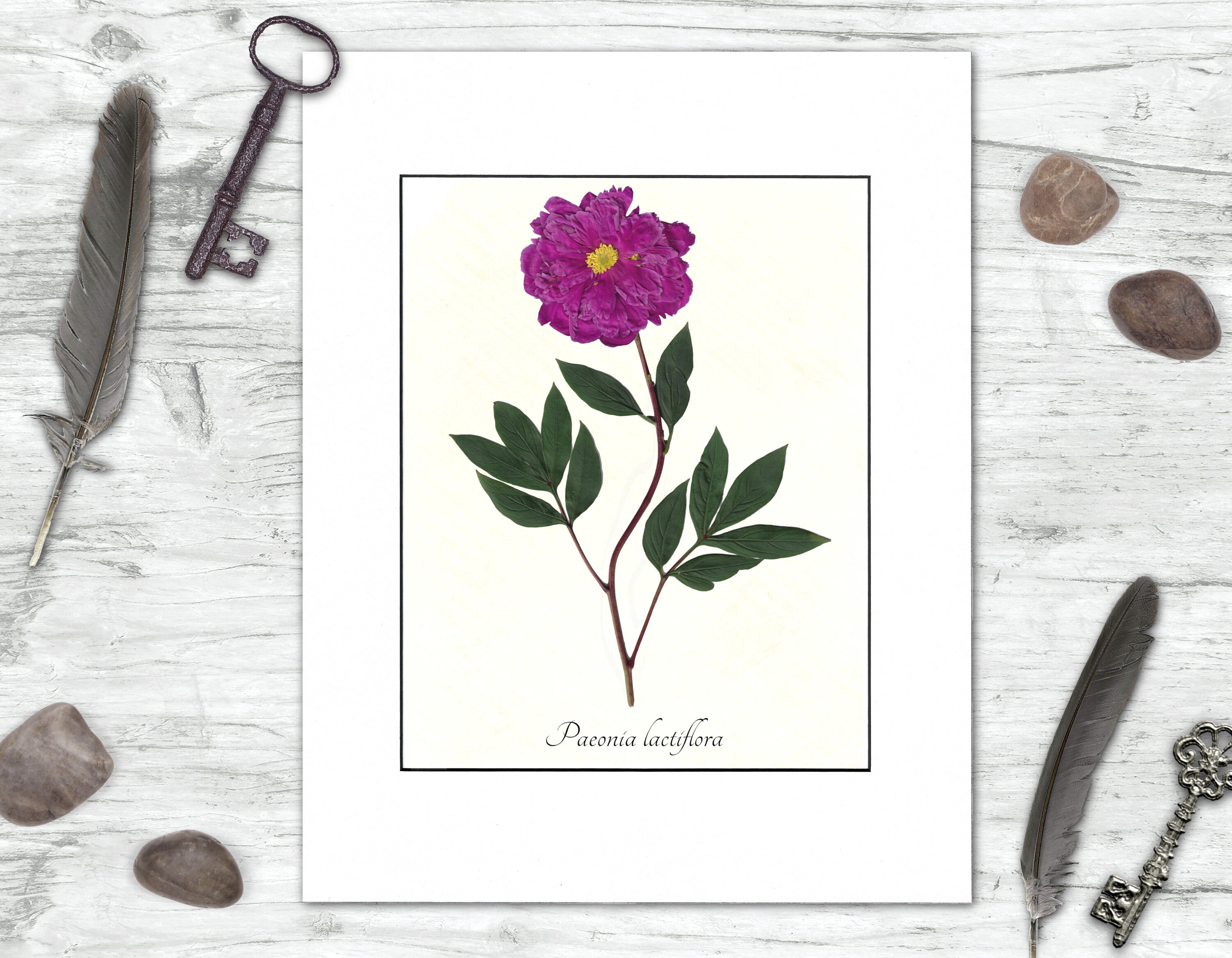 Peony Botanical Print - Reproduction Garden Peony Herbarium Art - Etsy