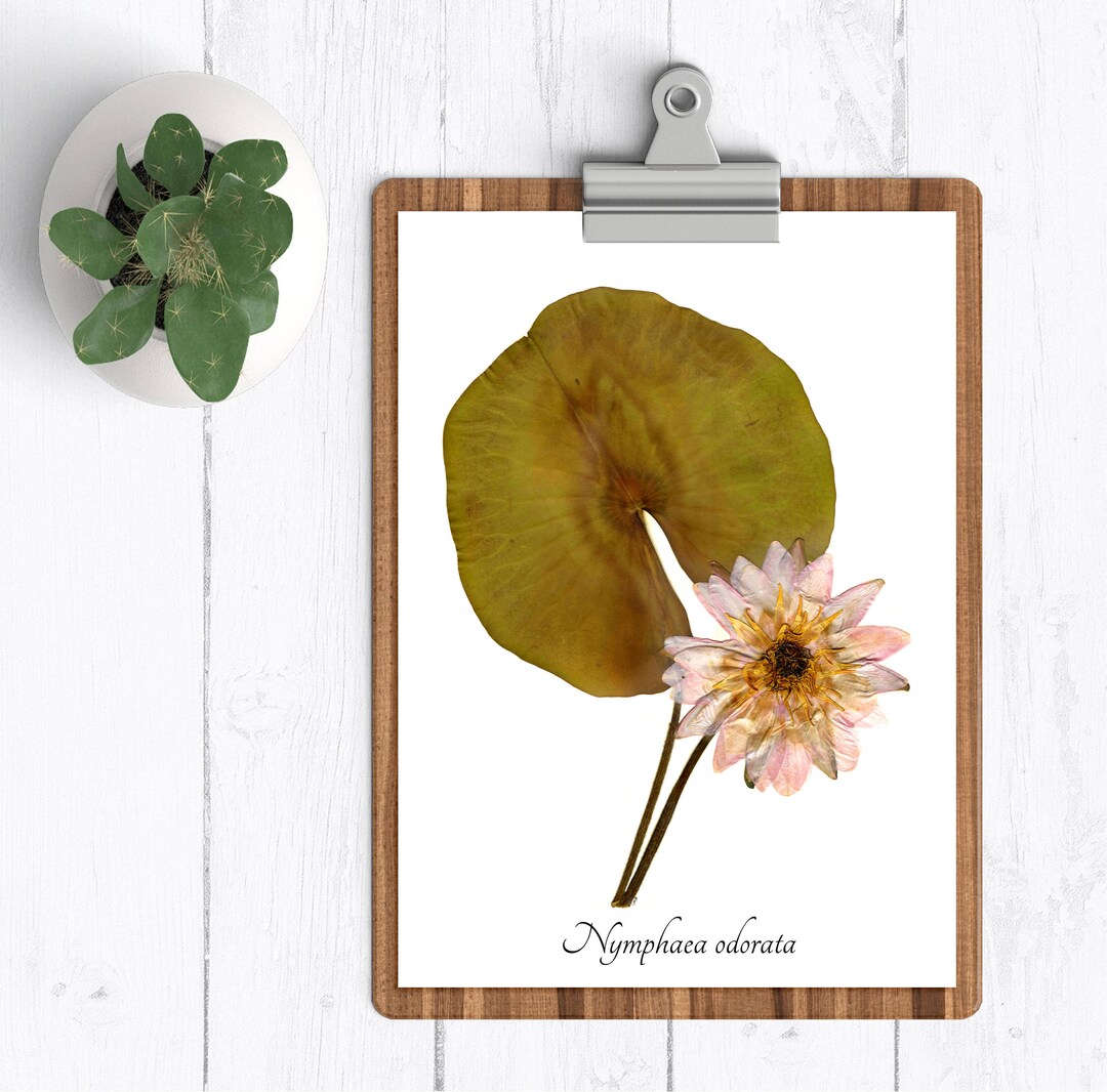 Water Lily Botanical Print - Reproduction Herbarium Art - Botanical Art ...