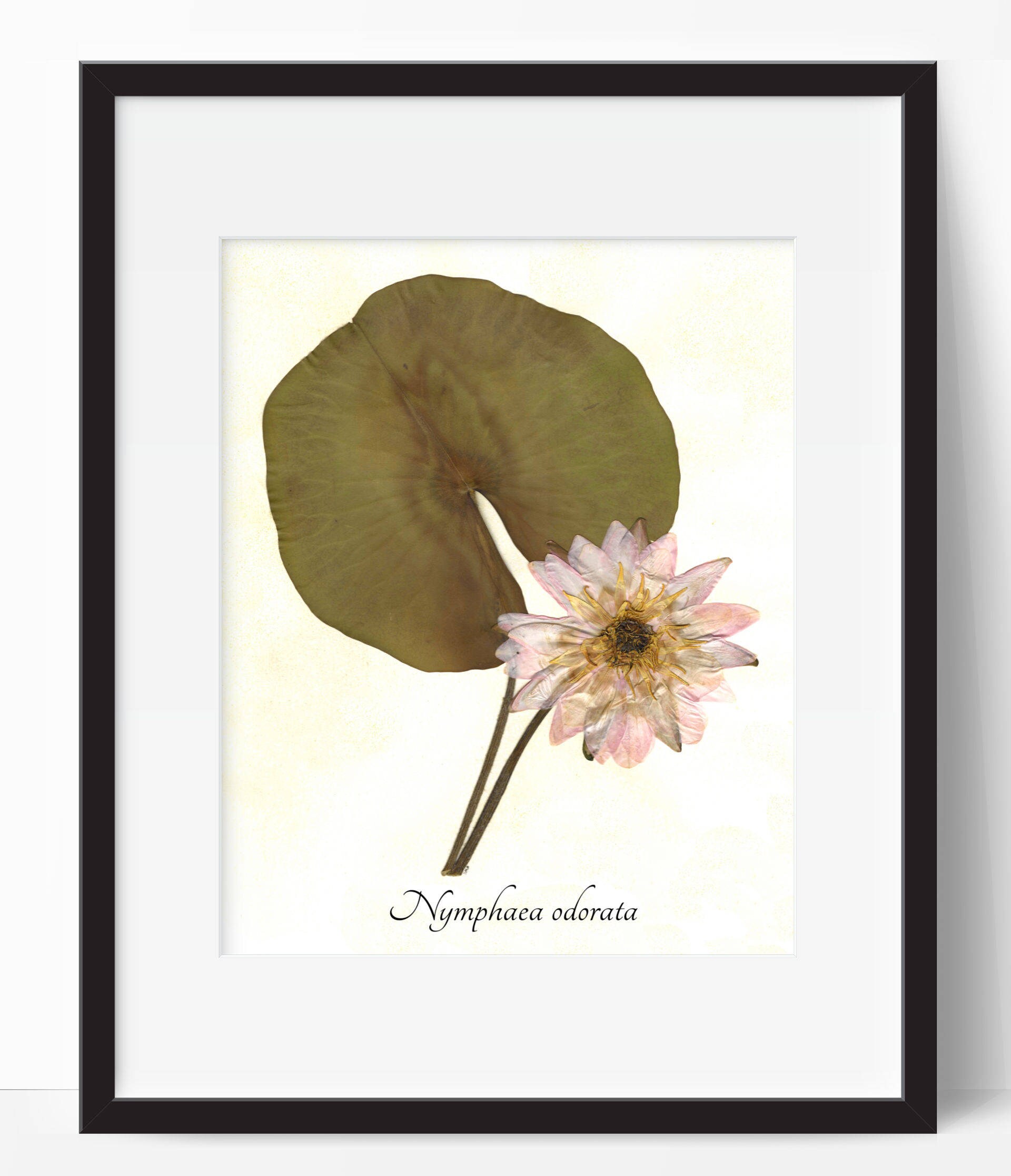 Water Lily Botanical Print - Reproduction Herbarium Art - Botanical Art ...